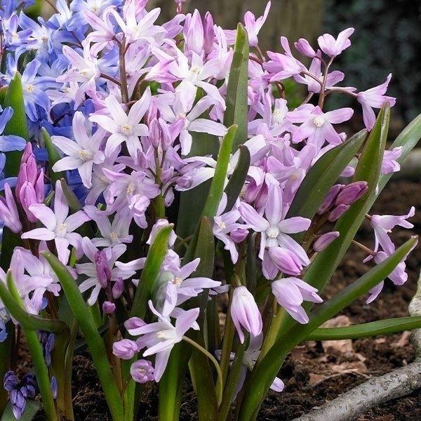 ●学名・英名：Chionodoxa Rose Queen●商品情報：チオノドクサは草丈低く、かわいい花を沢山さかせます。密植栽培するととっても華やか。耐寒性が大変強く、植えっぱなしOK!! ●お届け状態：球根 (球周: 約5cm) ●開花期...