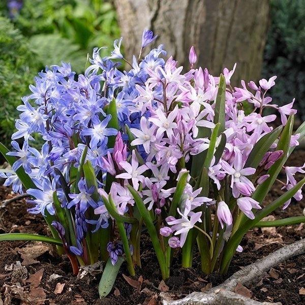 セット内容：青花・桃花 ●学名・英名：Chionodoxa forbesii●商品情報：チオノドクサは草丈低く、かわいい花を沢山さかせます。密植栽培するととっても華やか。耐寒性が大変強く、植えっぱなしOK!! ●お届け状態：球根 (球周: ...