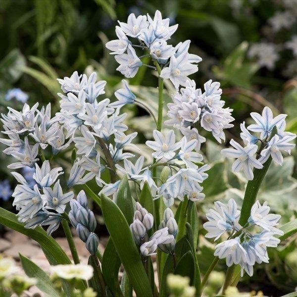 ●学名・英名：Puschkinia scilloides var. libanotica●商品情報：白地に青い筋が入る清楚な花姿が春先にぴったりのプスキニア。耐寒性強く、植えっぱなしOK!! ●お届け状態：球根 (球周: 約6cm)●開花期...