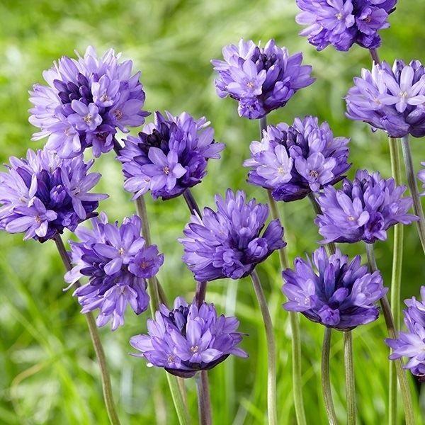 ●学名・英名：Dichelostemma congestum●商品情報：ディケロステンマは丈夫で育てやすい。花もちよく切花やアレンジにも! ヒガンバナ科。●お届け状態：球根 (球周: 約5cm)●開花期(約)：4-6月●草丈(約)：40-6...