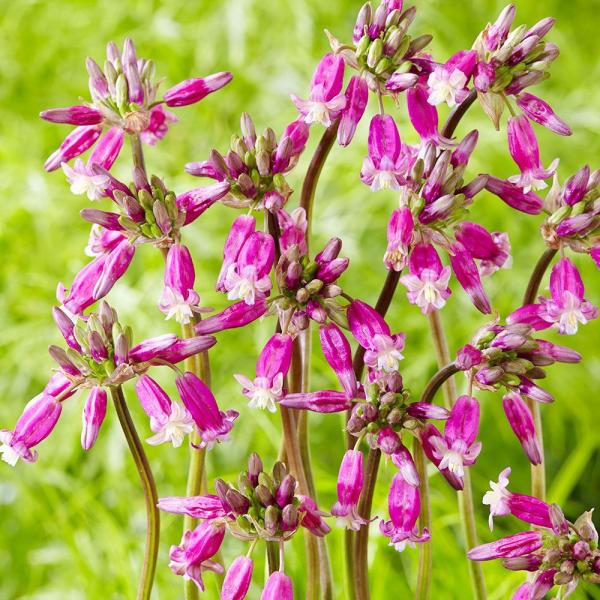 ●学名・英名：Dichelostemma ida-maia Pink Diamond●商品情報：ディケロステンマは丈夫で育てやすい。花もちよく切花やアレンジにも! ヒガンバナ科。●お届け状態：球根 (球周: 約5cm)●開花期(約)：4-6...