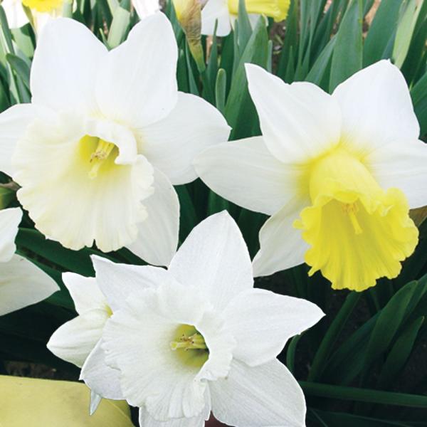 ●学名・英名：Narcissus Mount Hood●商品情報：ラッパ部分が咲き始めは薄黄色ですが、咲き進むにつれ純白に移り変わる水仙の球根。スイセンは育てやすく、植えっぱなしでも栽培でき、初心者にもおすすめです。●分類：1 W-W Tr...