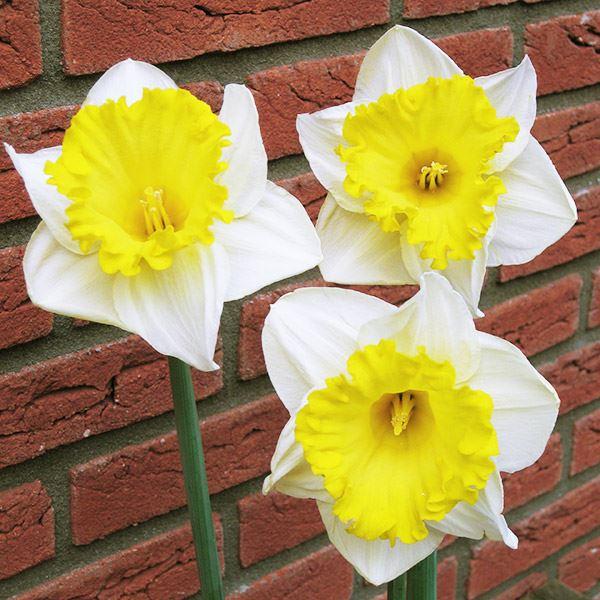 ●学名・英名：Narcissus Las Vegas●商品情報：白花弁に黄色のラッパで華やかな水仙。スイセンは育てやすく、植えっぱなしでも栽培でき、初心者にもおすすめです。●分類：1 W-Y Trumpet Long-Cupped●お届け状...