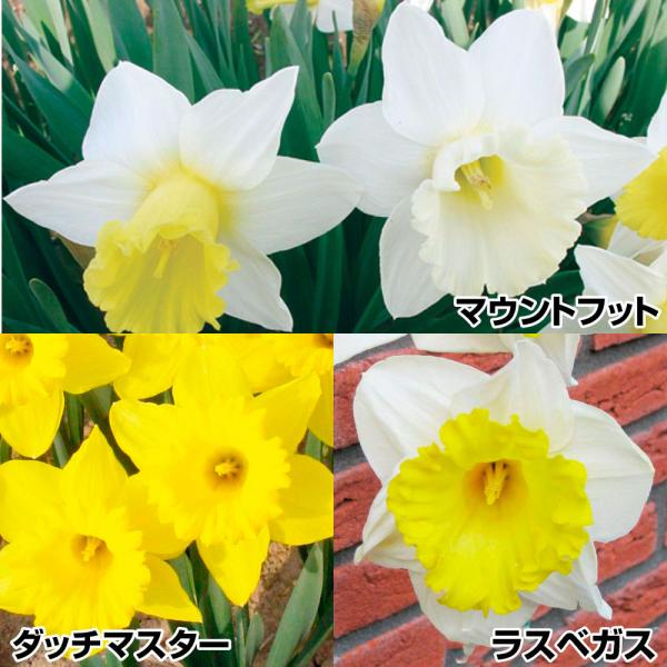 セット内容：ダッチマスター・マウントフット・ラスベガス●学名・英名：Narcissus●商品情報：スイセンは育てやすく、植えっぱなしでも栽培でき、初心者にもおすすめです。●お届け状態：球根●開花期(約)：ダッチマスター・ラスベガス：早咲き ...