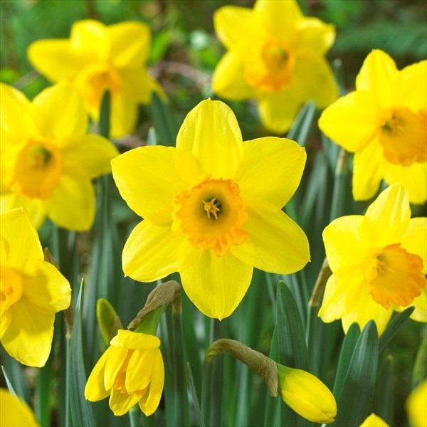 ●学名・英名：Narcissus Fortune●商品情報：黄色とオレンジの華やかなカップ咲き水仙の球根。スイセンは育てやすく、植えっぱなしでも栽培でき、初心者にもおすすめです。●分類：2 Y-O Large-Cupped●お届け状態：球根...