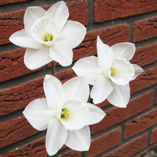 ●学名・英名：Narcissus Wedding Bell●商品情報：咲き始めはクリームがかった白色のカップが、純白になる水仙の球根。スイセンは育てやすく、植えっぱなしでも栽培でき、初心者にもおすすめです。●分類：2 W-W Large-C...