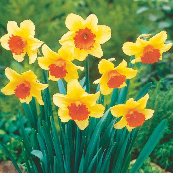 ●学名・英名：Narcissus Fortissimo●商品情報：黄色とオレンジの華やかなカップ咲き水仙。スイセンは育てやすく、植えっぱなしでも栽培でき、初心者にもおすすめです。●お届け状態：球根●開花期(約)：早咲き (3-4月)●草丈(...