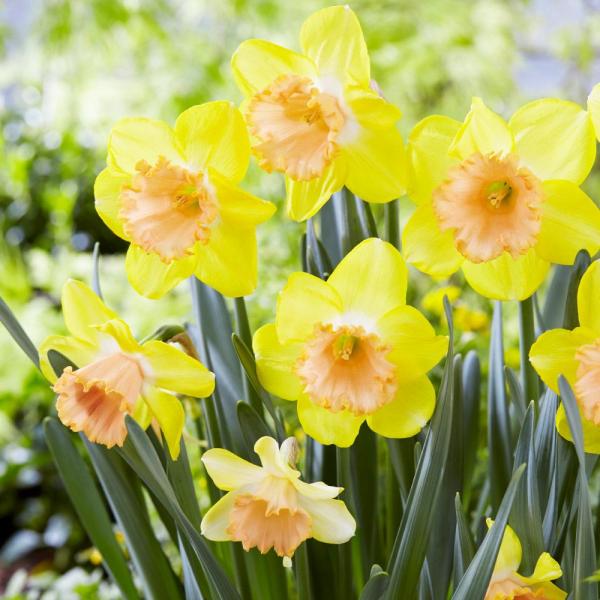 ●学名・英名：Narcissus Color Run●商品情報：黄色の花弁に桃色がかったオレンジのカップがよく映える大輪水仙の球根。スイセンは育てやすく、植えっぱなしでも栽培でき、初心者にもおすすめです。●分類：2 Y-O Large‐Cu...