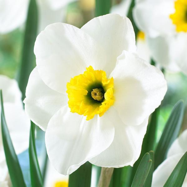 ●学名・英名：Narcissus Lancaster●商品情報：緑がかった黄色のカップが印象的な水仙の球根。スイセンは育てやすく、植えっぱなしでも栽培でき、初心者にもおすすめです。●分類：3 W-GYO Small-Cupped Daffo...
