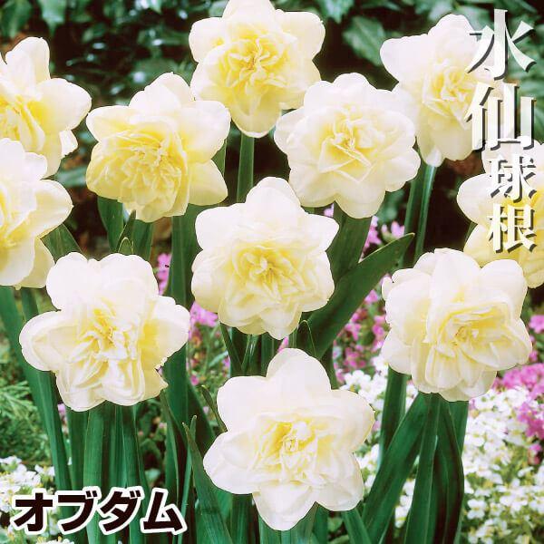 ●学名・英名：Narcissus Obdam●商品情報：まるでウエディングドレスのように豪華な美しい八重咲き水仙。スイセンは育てやすく、植えっぱなしでも栽培でき、初心者にもおすすめです。●分類：4 W-W Double Daffodil C...