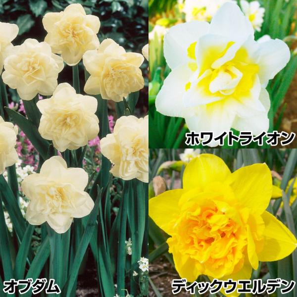 セット内容：オブダム・ディックウエルデン・ホワイトライオン●学名・英名：Narcissus●商品情報：スイセンは育てやすく、植えっぱなしでも栽培でき、初心者にもおすすめです。●お届け状態：球根●開花期(約)：中咲き (3-5月)●草丈(約)...