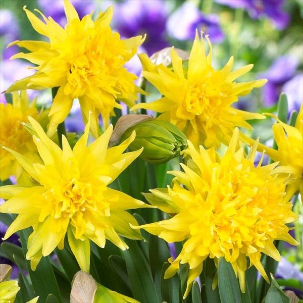 ●学名・英名：Narcissus Rip van Winkle●商品情報：驚きの花姿は、まるで輝く星のような八重咲きのミニ水仙。スイセンは育てやすく、植えっぱなしでも栽培でき、初心者にもおすすめです。●分類：2 W-W Large-Cupp...