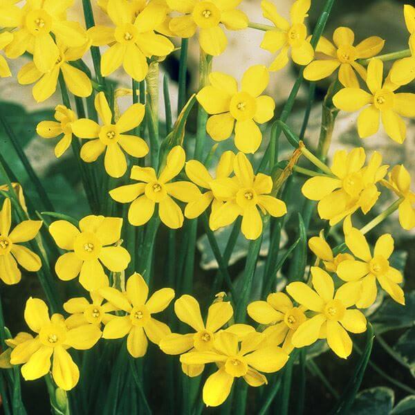 ●学名・英名：Narcissus Baby Moon●商品情報：黄色の小輪咲きミニ水仙。葉は細い糸葉系で、爽やかな優しい香りがします。スイセンは育てやすく、植えっぱなしでも栽培でき、初心者にもおすすめです。●分類：7 Y-Y Jonquil...