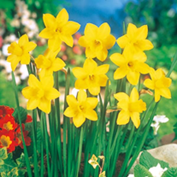 ●学名・英名：Narcissus Sweetness●商品情報：非常に強い甘い香りを放つ水仙の球根。スイセンは育てやすく、植えっぱなしでも栽培でき、初心者にもおすすめです。●分類：7 Y-Y Jonquilla and Apodanthus...