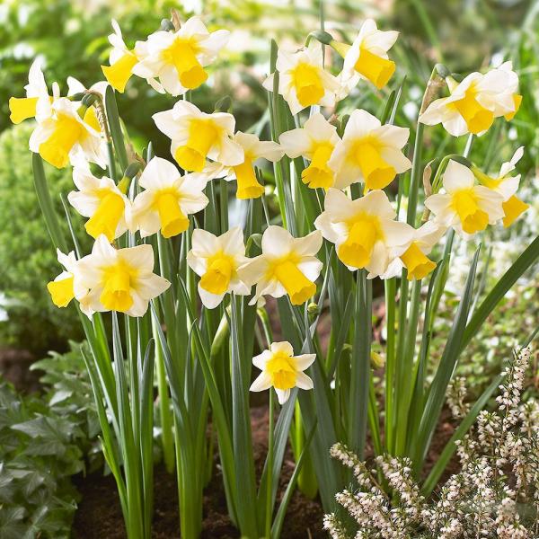 ●学名・英名：Narcissus Golden Echo●商品情報：白花弁に鮮やかな黄色のカップが映え、春をより一層感じる芳香水仙の球根。スイセンは育てやすく、植えっぱなしでも栽培でき、初心者にもおすすめです。●分類：7 WWY-Y Jon...