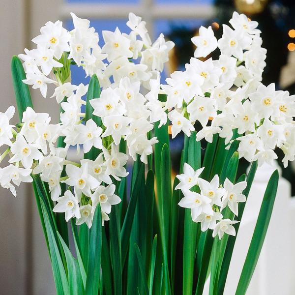 ●学名・英名：Narcissus Paper White(Ziva)●商品情報：純白の房咲き花は、切花に最適な水仙の球根。早咲き種で、芳香あり。スイセンは育てやすく、植えっぱなしでも栽培でき、初心者にもおすすめです。●分類：8W-W Taz...
