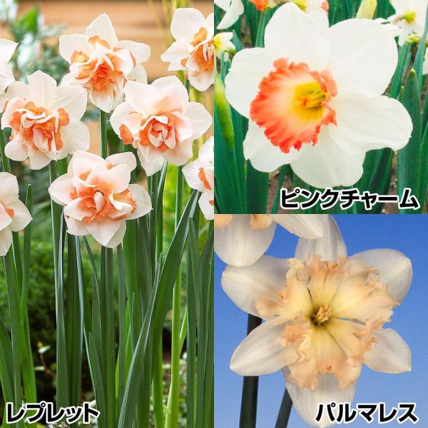 セット内容：ピンクチャーム 5球・レプレット 5球・パルマレス 3球●学名・英名：Narcissus●商品情報：スイセンは育てやすく、植えっぱなしでも栽培でき、初心者にもおすすめです。●お届け状態：球根●開花期(約)：ピンクチャーム・レプレ...