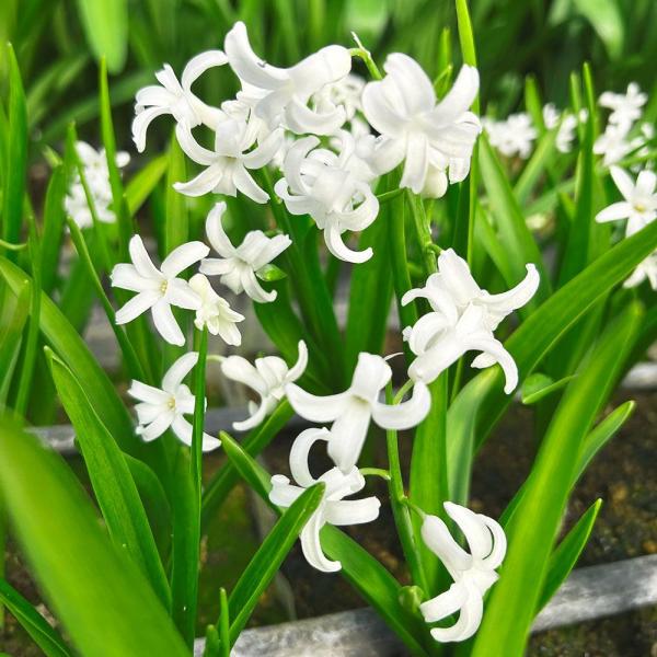 ●学名・英名：Roman Hyacinthus White●商品情報：一つの球根から複数茎が伸び、一本の茎につく花数が少なく、素朴な趣きのある花を咲かせるヒヤシンス。性質強健で植えっぱなしでも毎年開花し、こぼれ種でも数年で開花します。香りあ...