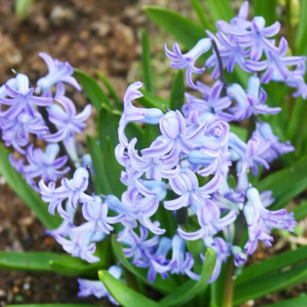 ●学名・英名：Roman Hyacinthus Blue●商品情報：一つの球根から複数茎が伸び、一本の茎につく花数が少なく、素朴な趣きのある花を咲かせるヒヤシンス。性質強健で植えっぱなしでも毎年開花し、こぼれ種でも数年で開花します。香りあり...