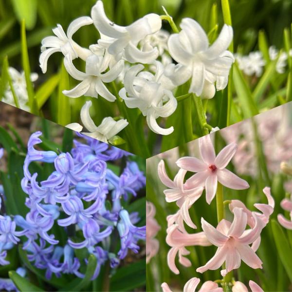 ●学名・英名：Roman Hyacinthus●商品情報：一つの球根から複数茎が伸び、一本の茎につく花数が少なく、素朴な趣きのある花を咲かせるヒヤシンス。性質強健で植えっぱなしでも毎年開花し、こぼれ種でも数年で開花します。香りあり。キジカク...