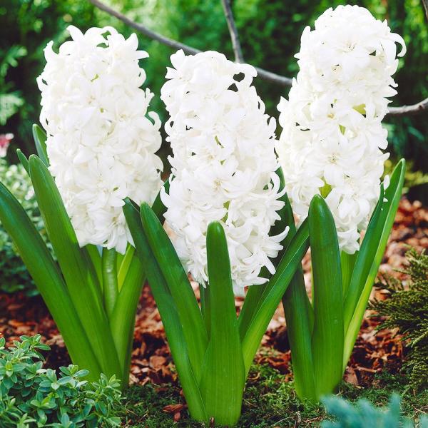 ●学名・英名：Hyacinthus orientalis Snow Crystal●商品情報：豪華な八重咲きヒヤシンス。香りあり。花は良い香りがします。キジカクシ科。原産は地中海東部。●お届け状態：球根 (球周: 約14cm)●開花期(約)...