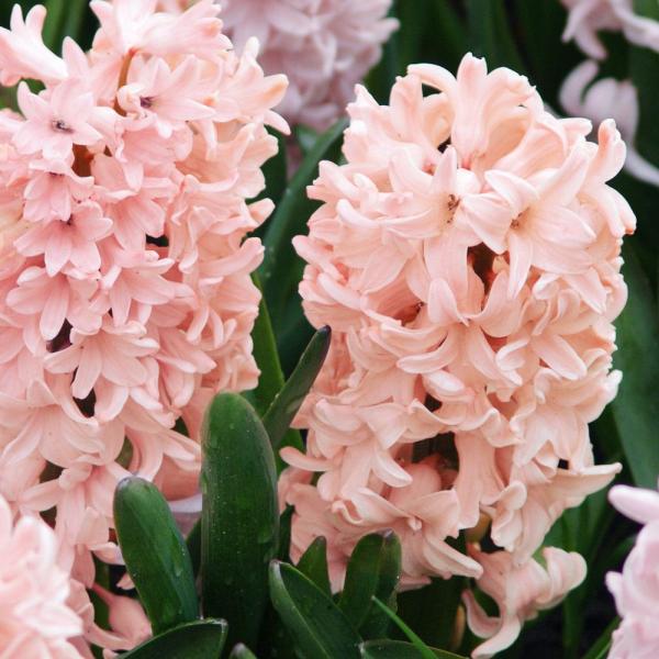 ●学名・英名：Hyacinthus orientalis ApricotPassion●商品情報：春の花壇や寄せ植えに引っ張りだこなヒヤシンス。花は良い香りがします。キジカクシ科。原産は地中海東部。●お届け状態：球根 (球周: 約14cm)...
