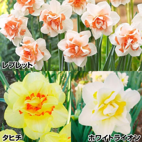 セット内容：タヒチ・レプレット・ホワイトライオン●学名・英名：Narcissus●商品情報：スイセンは育てやすく、植えっぱなしでも栽培でき、初心者にもおすすめです。●お届け状態：球根●開花期(約)：中咲き(3-5月)●草丈(約)：高 (60...