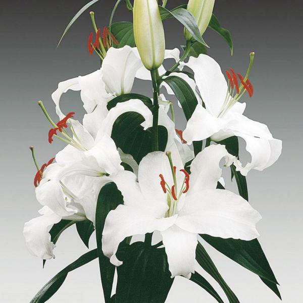 ●学名・英名：Lilium Siberia●商品情報：9月に植えて12月ごろに咲くユリ※露地植え不可です●お届け状態：球根●開花期(約)：12月●草丈(約)：80-130cm●耐寒性：強●日照：日なた●栽培適地：鉢・切花●栽培ポイント：商品...