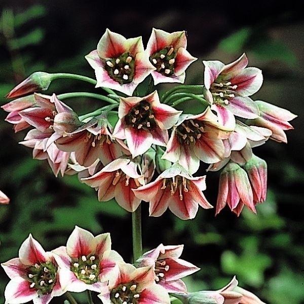 ●学名・英名：Nectaroscordum siculum ssp. bulgaricum●商品情報：花火のような花姿と深みのある赤と白が織りなす花色で独特の雰囲気が楽しめるアリウム。切花にも。ヒガンバナ科。●お届け状態：球根 (球周: 約...
