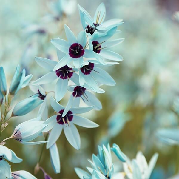 ●学名・英名：Ixia viridiflora●商品情報：美しい花色で人気の高いイキシア。アヤメ科。●お届け状態：球根 (小球性)●開花期(約)：4-6月●草丈(約)：30-60cm●耐寒性：中 ※冬は霜除けが必要●日照：日なた●栽培適地：...
