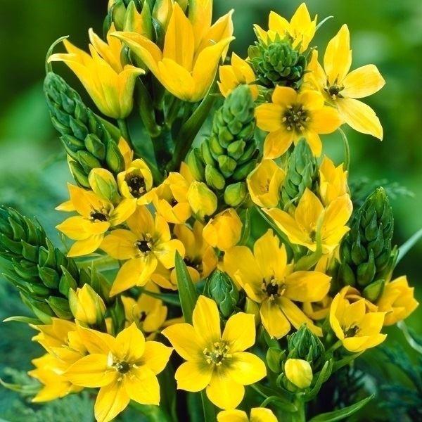 ●学名・英名：Ornithogalum dubium●商品情報：オーニソガラムは花もち抜群でアレンジに最適。発色良い黄花は周りを明るくしてくれます。キジカクシ科オオアマナ属。原産地は南アフリカ、特にケープ地方に多い。●お届け状態：球根 (球...