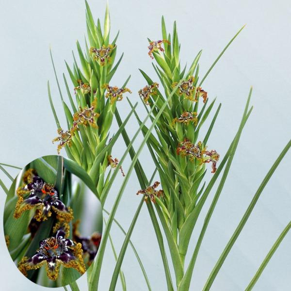 ●学名・英名：Ferraria crispa●商品情報：一日花ですが、次々と多数の花を咲かせるので長期間花を楽しめます。花色・花姿が個性的でインパクト抜群! 南アフリカ原産。アヤメ科。●お届け状態：球根 (小球性)●開花期(約)：3-4月●...