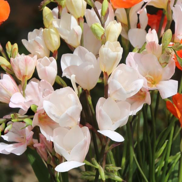 ●学名・英名：Tritonia●商品情報：トリトニアは丈夫で育てやすく、植えっぱなしもOK！ 蕾が開くほど花もちもよく切花に最適です。アヤメ科。●お届け状態：球根 (小球性)●開花期(約)：3-5月●草丈(約)：20-30cm●耐寒性：中 ...