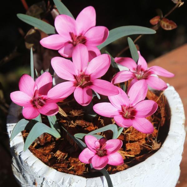 ●学名・英名：Hesperantha humilis●商品情報：草丈低めの可愛いヘスペランサ。アヤメ科ヘスペランサ属。南アフリカ原産。「黄昏」を意味するhesperosと「花」を意味するanthosからこの名がついたとされています。夕方の花...