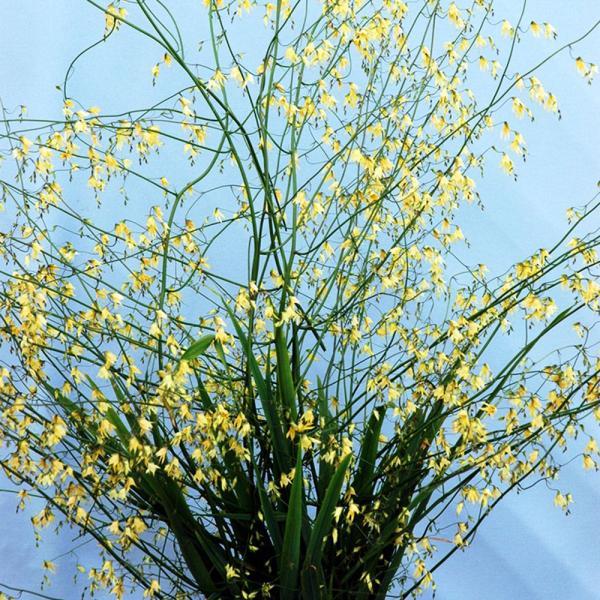 ●学名・英名：Melasphaerula ramosa●商品情報：黄色花弁に紫色の筋が入る小花。切花にも人気。分球でもよくふえます。アヤメ科。●お届け状態：球根 (小球性)●開花期(約)：3-4月●草丈(約)：50-70cm●耐寒性：中●日...