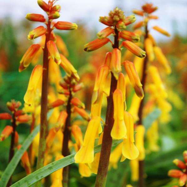 ●学名・英名：Lachenalia Aurea●商品情報：流通量の多い黄橙色のラケナリア。ラケナリアは現在100種類以上が確認されており、花の色や形、草姿、開花時期までもが種類によって様々です。キジカクシ科ラケナリア属。原産地はアフリカ大陸...