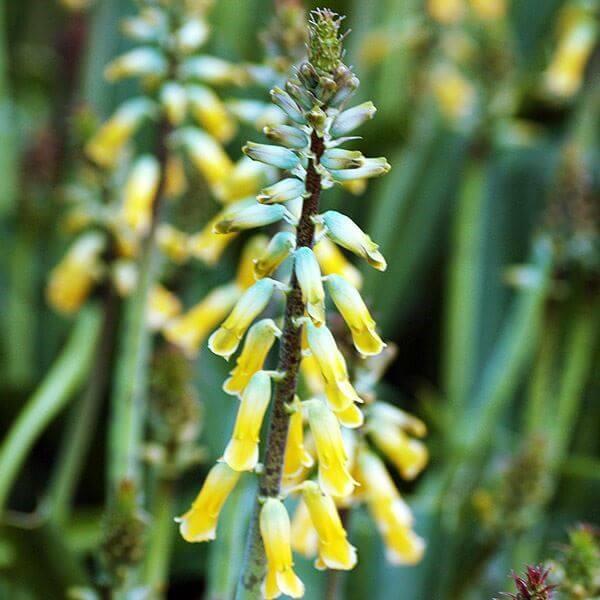 ●学名・英名：Lachenalia Aurora●商品情報：グラデーションの花色が神秘的なラケナリア。ラケナリアは現在100種類以上が確認されており、花の色や形、草姿、開花時期までもが種類によって様々です。キジカクシ科ラケナリア属。原産地は...