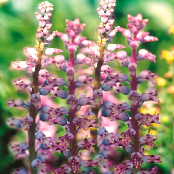 ●学名・英名：Lachenalia peersii●商品情報：やわらかい花色がかわいいラケナリア。ラケナリアは現在100種類以上が確認されており、花の色や形、草姿、開花時期までもが種類によって様々です。キジカクシ科ラケナリア属。原産地はアフ...