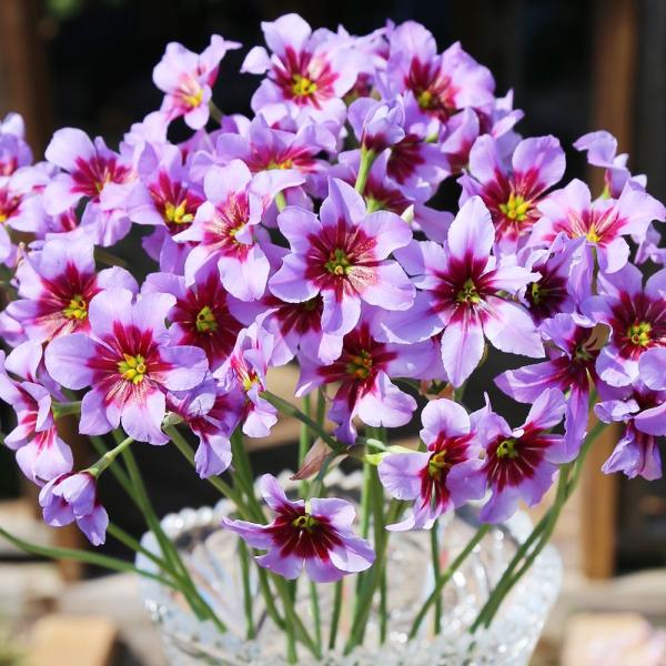 ●学名・英名：Leucocoryne Caravelle●商品情報：紫色と赤色の華やかなバイカラーの花は、切花アレンジに大活躍。甘い香りも特徴のリューココリーネ。ヒガンバナ科。原産地は南米、チリのアンデス山系。●お届け状態：球根 (小球性)...