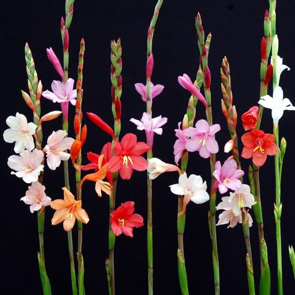 ●学名・英名：Watsonia●商品情報：草丈がコンパクトなワトソニア混合。アヤメ科。●お届け状態：球根 (小球性)●開花期(約)：4-5月●草丈(約)：40-60cm●耐寒性：中●日照：日なた・半日陰●栽培適地：庭・鉢・切花●注意事項※商...