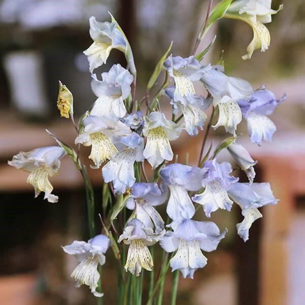 ●学名・英名：Gladiolus gracilis●商品情報：秋に植えて春に咲く早咲きグラジオラス。淡藤色の優しい花色。アヤメ科。南アフリカ、ケープ地方原産。●お届け状態：球根 (小球性)●開花期(約)：2-3月●草丈(約)：30-50cm...