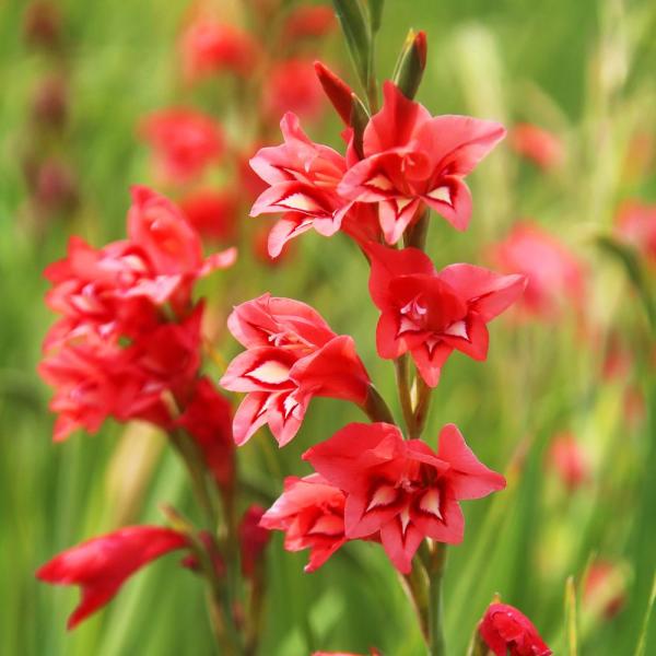 ●学名・英名：Gladiolus●商品情報：秋に植えて春に咲く早咲きグラジオラス。コーラルピンクの可愛い花がステキ。アヤメ科。南アフリカ、ケープ地方原産。●お届け状態：球根 (小球性)●開花期(約)：4-6月●草丈(約)：40-60cm●耐...