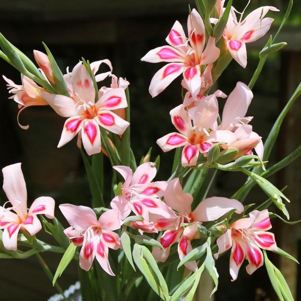 ●学名・英名：Gladiolus nanus Impressive●商品情報：秋に植えて春に咲く早咲きグラジオラス。淡い桃色の花弁の中央に印象的な濃桃色のブロッチが入る個性的な花色。アヤメ科。南アフリカ、ケープ地方原産。●お届け状態：球根 ...
