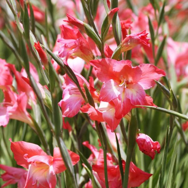 ●学名・英名：Gladiolus tubergenii Charming Beauty●商品情報：秋に植えて春に咲く早咲きグラジオラス。アヤメ科。南アフリカ、ケープ地方原産。●お届け状態：球根 (開花見込みサイズ)●開花期(約)：4-6月●...