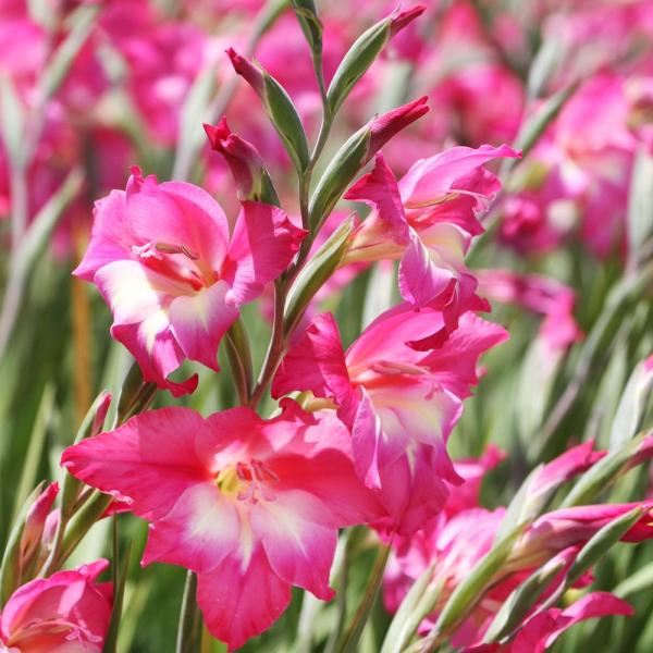 ●学名・英名：Gladiolus tubergenii Charm●商品情報：秋に植えて春に咲く早咲きグラジオラス。アヤメ科。南アフリカ、ケープ地方原産。●お届け状態：球根 (開花見込みサイズ)●開花期(約)：4-6月●草丈(約)：40-6...