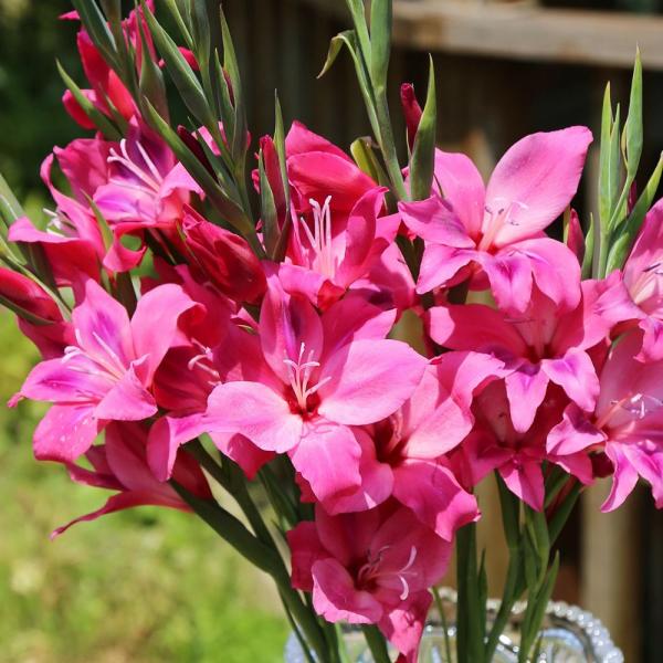 ●学名・英名：Gladiolus ramosus Vulcano●商品情報：秋に植えて春に咲く早咲きグラジオラス。花数が多く、直立性の草姿も良く育てやすい。アヤメ科。南アフリカ、ケープ地方原産。●お届け状態：球根 (開花見込みサイズ)●開花...