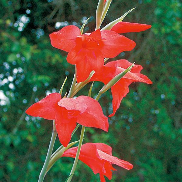 ●学名・英名：Gladiolus  Mirella●商品情報：秋に植えて春に咲く早咲きグラジオラス。鮮やかな赤橙色がよく映えます。アヤメ科。南アフリカ、ケープ地方原産。●お届け状態：球根 (小球性)●開花期(約)：4-6月●草丈(約)：40...