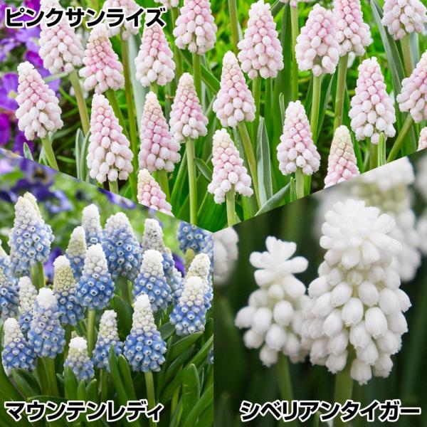 セット内容ピンクサンライズ・シベリアンタイガー・マウンテンレディ●学名・英名：Muscari●商品情報：寄せ植えや花壇の縁取りにも人気のムスカリ。特にチューリップとの相性抜群です。強健で手間いらずで植えっぱなしOK!! キジカクシ科。華やか...
