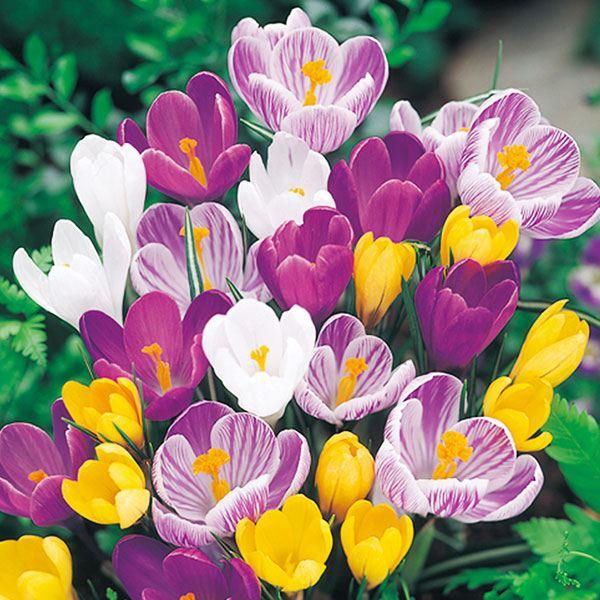 ●学名・英名：Crocus●商品情報：大輪クロッカスは花壇や鉢植えはもちろん、水栽培でも立派に開花するほど強健なので、植えっぱなしOKで栽培簡単!! アヤメ科。●お届け状態：球根 (球周: 約7cm)※花色によってサイズが異なる場合がありま...