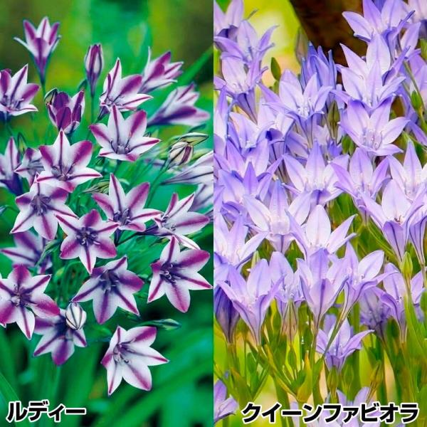セット内容ルディー・クイーンファビオラ 各10球●学名・英名：Triteleia laxa Foxy●商品情報：爽やかな色合いで人気のトリテレイア。丈夫で育てやすく、植えっぱなしOK!! 切花にもおすすめ。以前はブロディアエア属に含まれてい...
